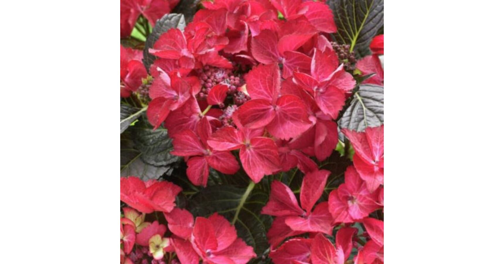 Hydrangea macrophylla Black Diamond Dark Angel Red - Kerti Hortenzia ...