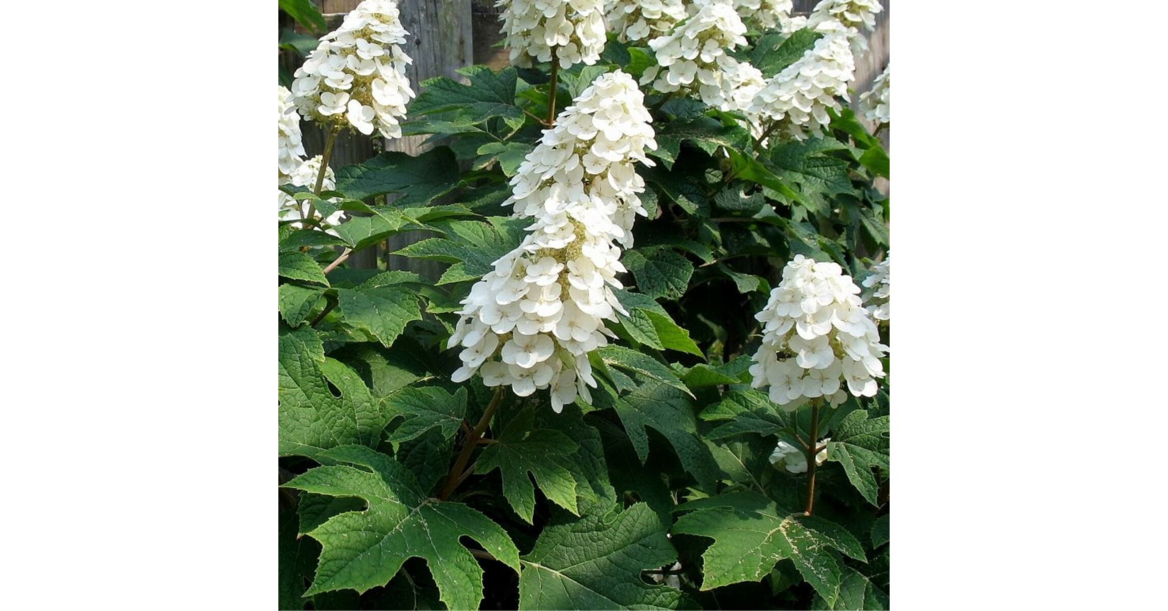 Hydrangea quercifolia 'Ice Crystal' – Tölgylevelű hortenzia - Hortenzia ...