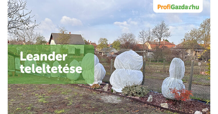 Leander teleltetése, kiültetése cserépből